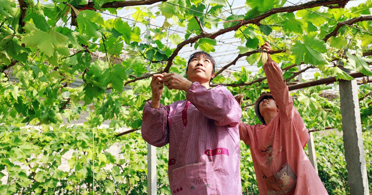 China’s Most Common Wine Grape Varieties | Chinese Wine