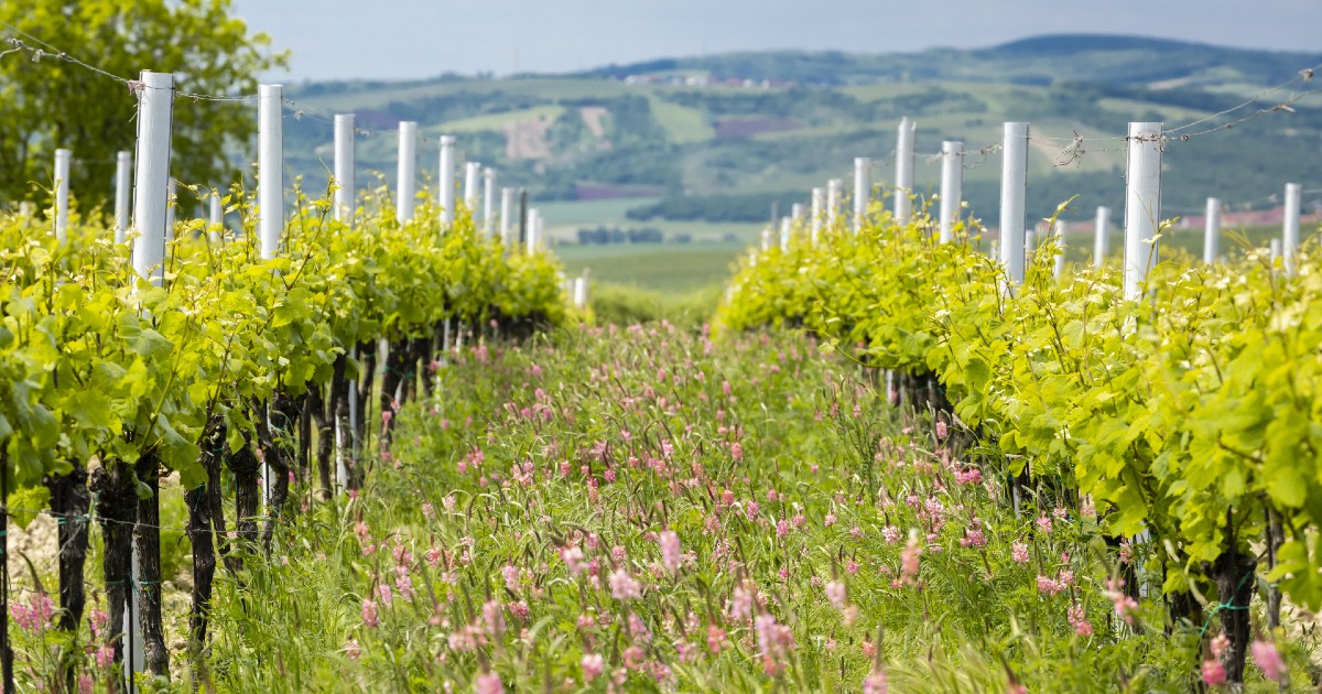 Organic, Vegan and Biodynamic Wine: What is the Difference?